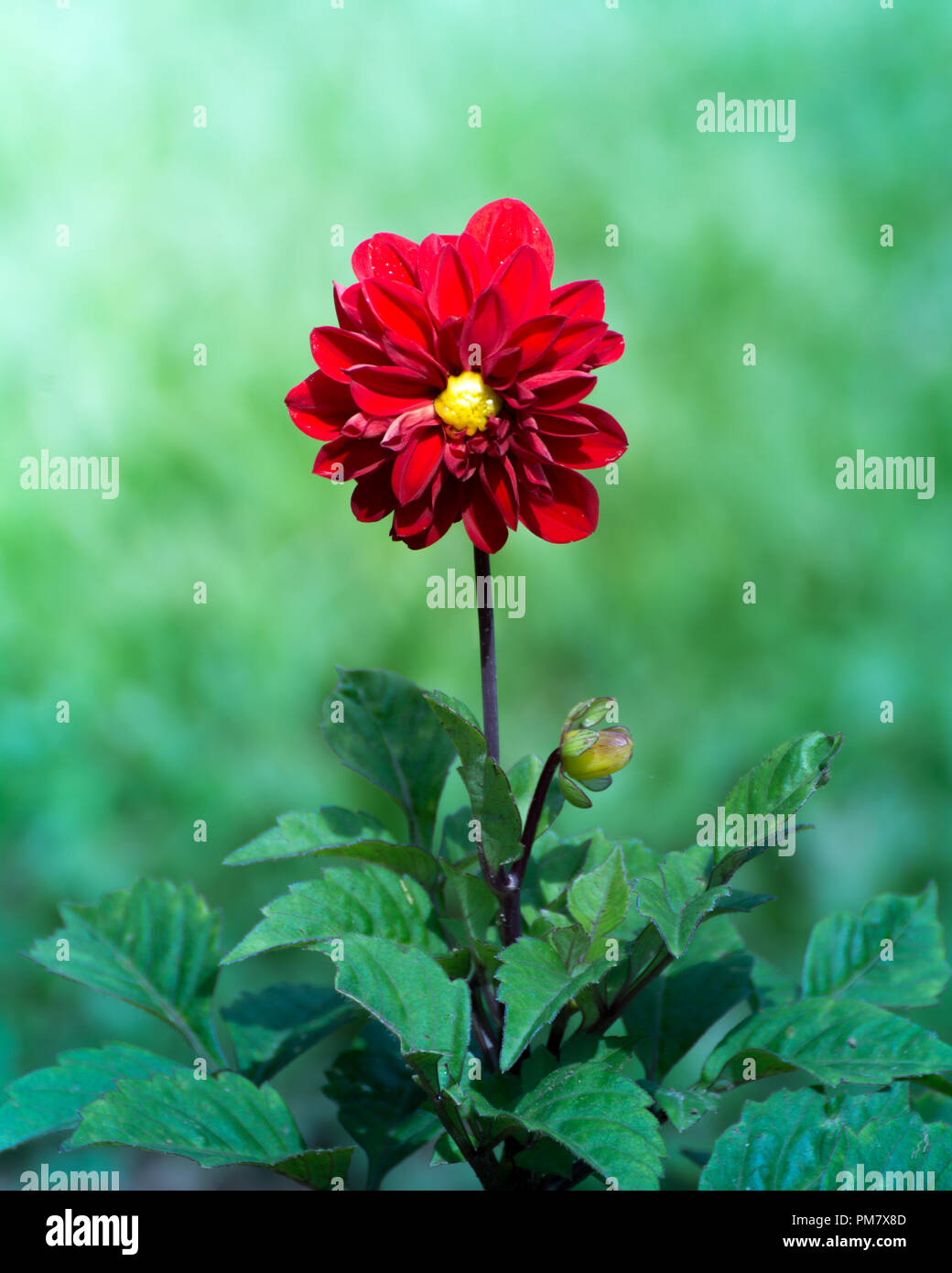 Beautiful red dahlia flower Stock Photo - Alamy