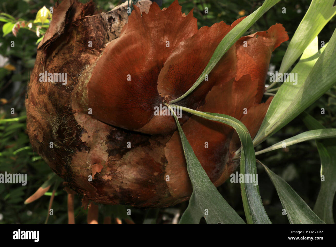 The bromeliads, also called pineapple plants, are a plant family in the ...
