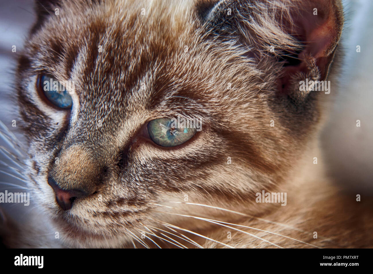 Kitty eyes hi-res stock photography and images - Alamy
