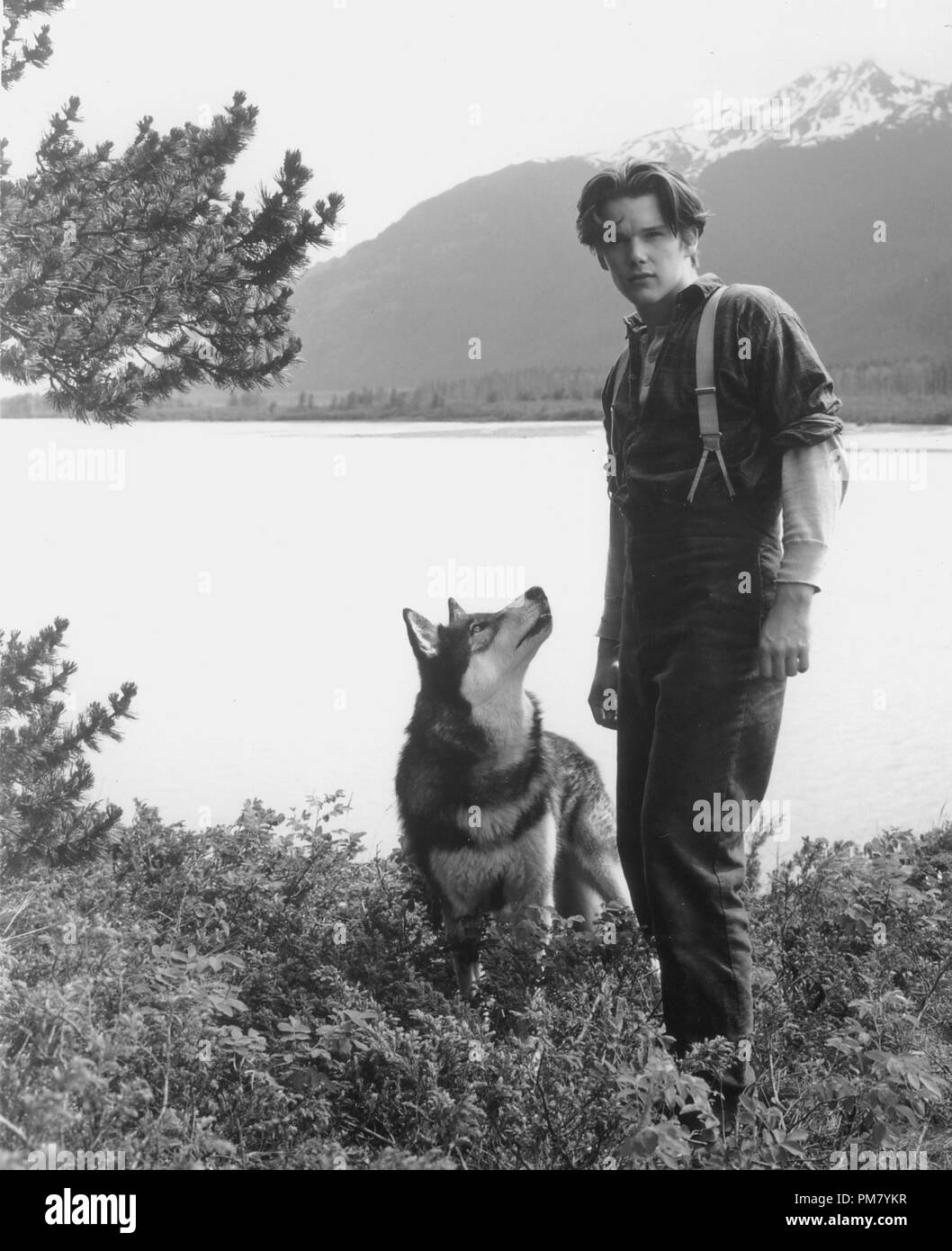 White fang movie hi-res stock photography and images - Alamy