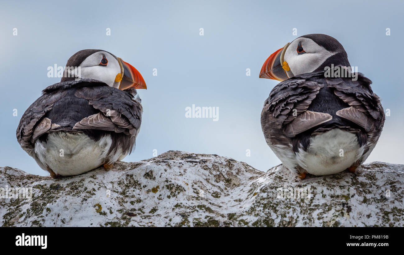 Pair of bookends hi-res stock photography and images - Alamy
