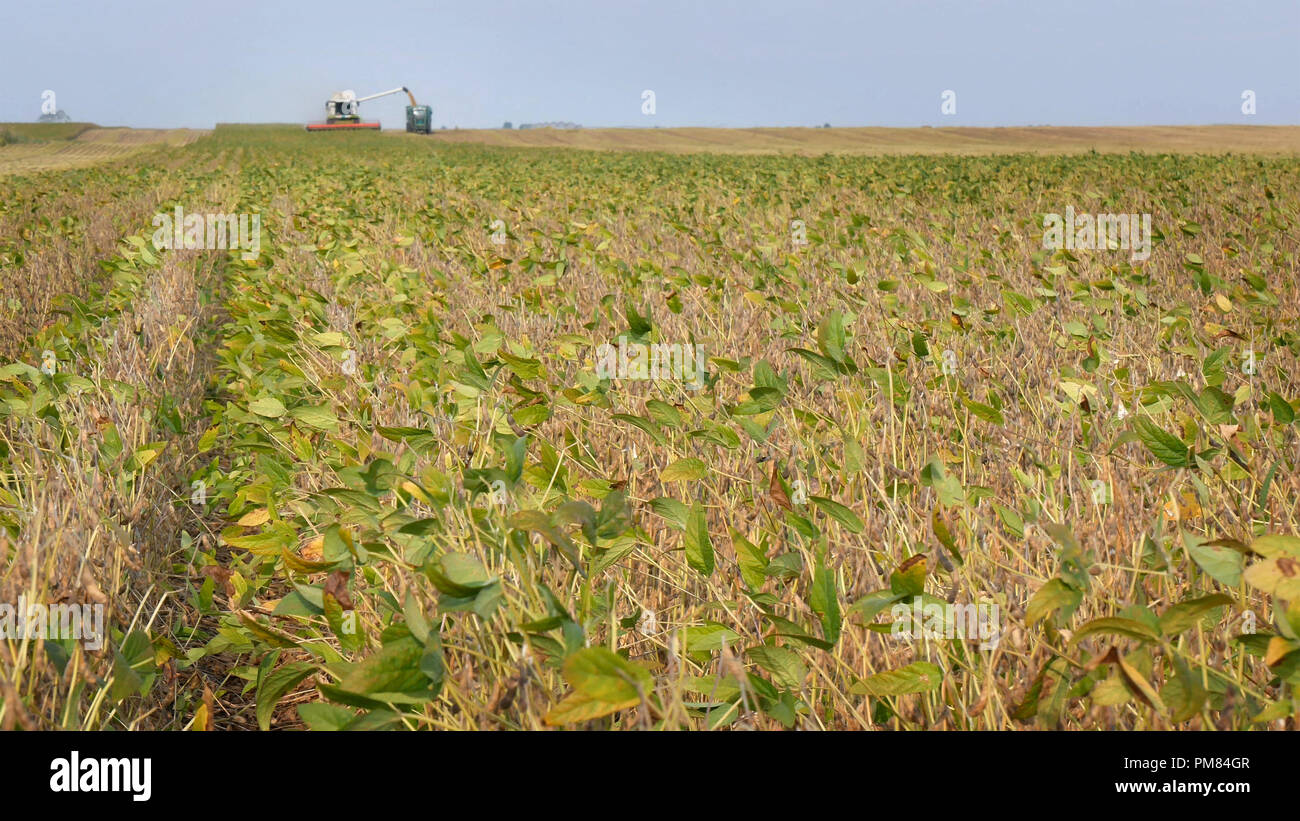 Soy bean field and tractor hi-res stock photography and images - Alamy