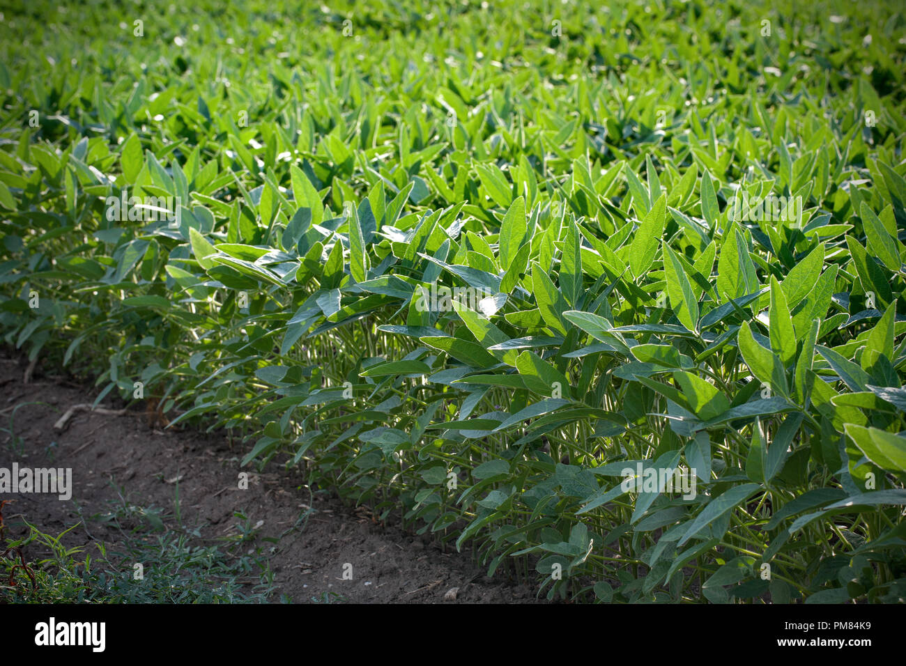Soya Bean Plantation High Resolution Stock Photography and Images - Alamy