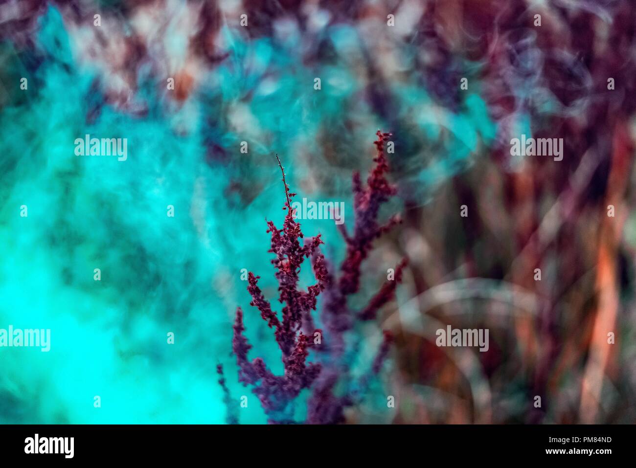 The second spring hi-res stock photography and images - Alamy