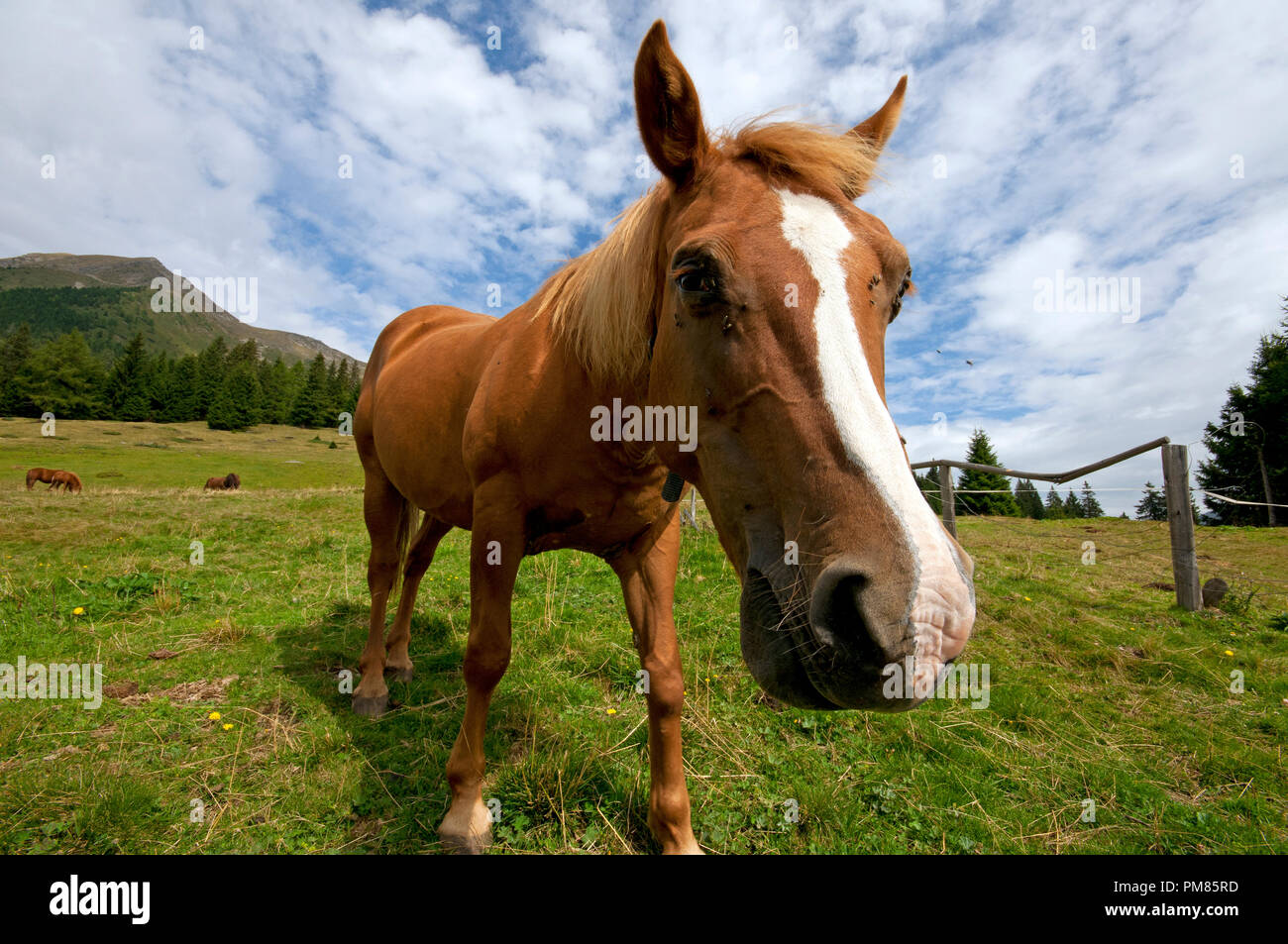 Cavallo equino hi-res stock photography and images - Alamy