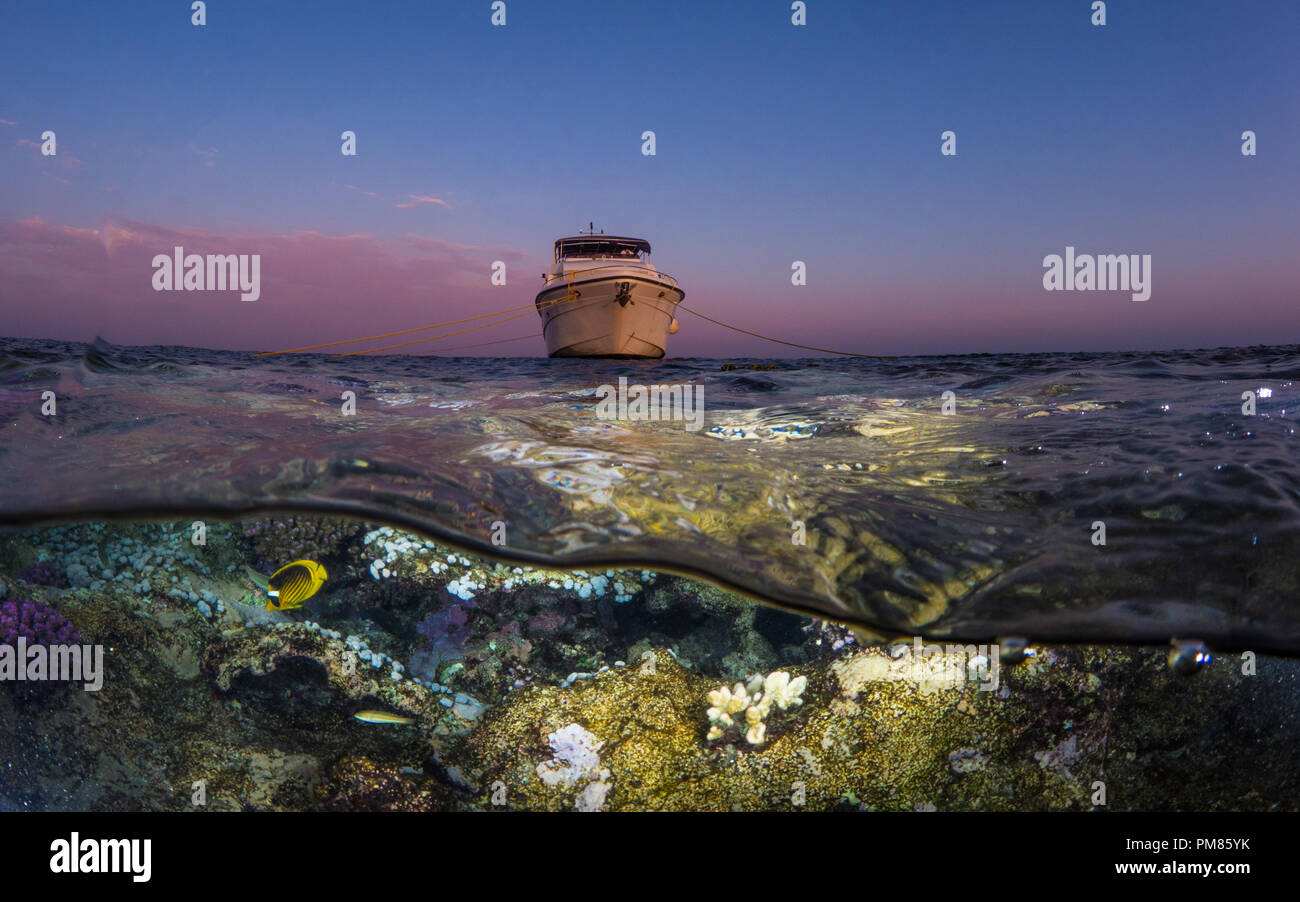 Coral reef at sunset in the Red Sea Stock Photo - Alamy