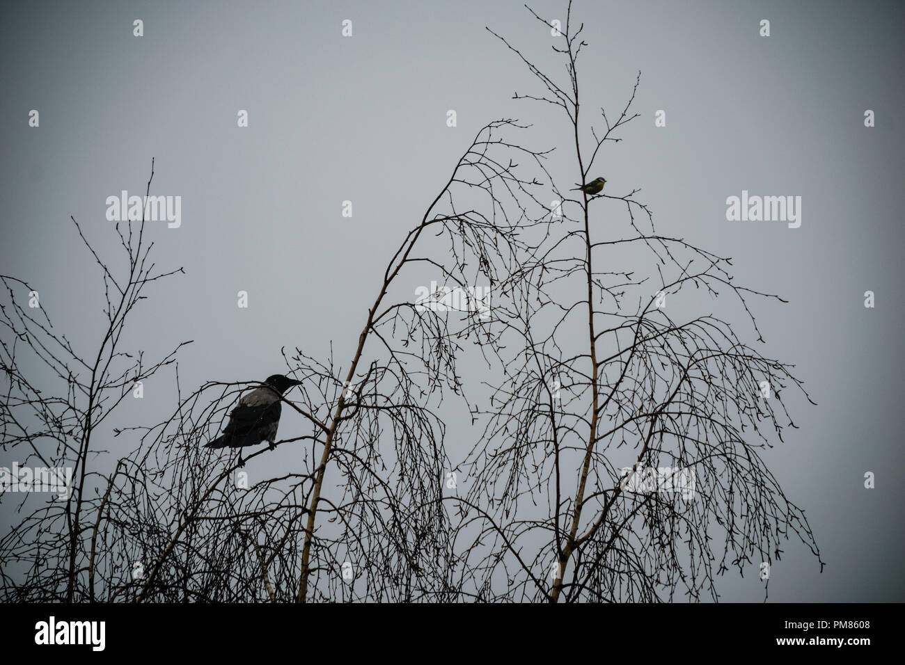 crow sitting in the branches of the tree in autumn, misty morning Stock ...