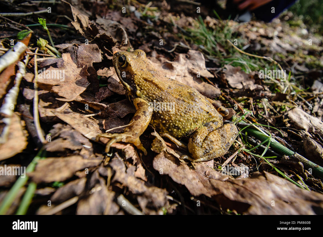 frog sitting on dry leaves in autumn countryside enjoying sun Stock ...