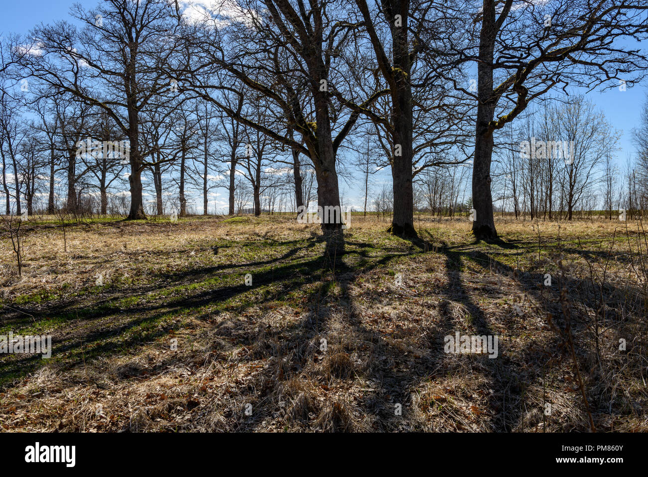 large oak tree in early spring with blue sky and sun behind the trunk ...