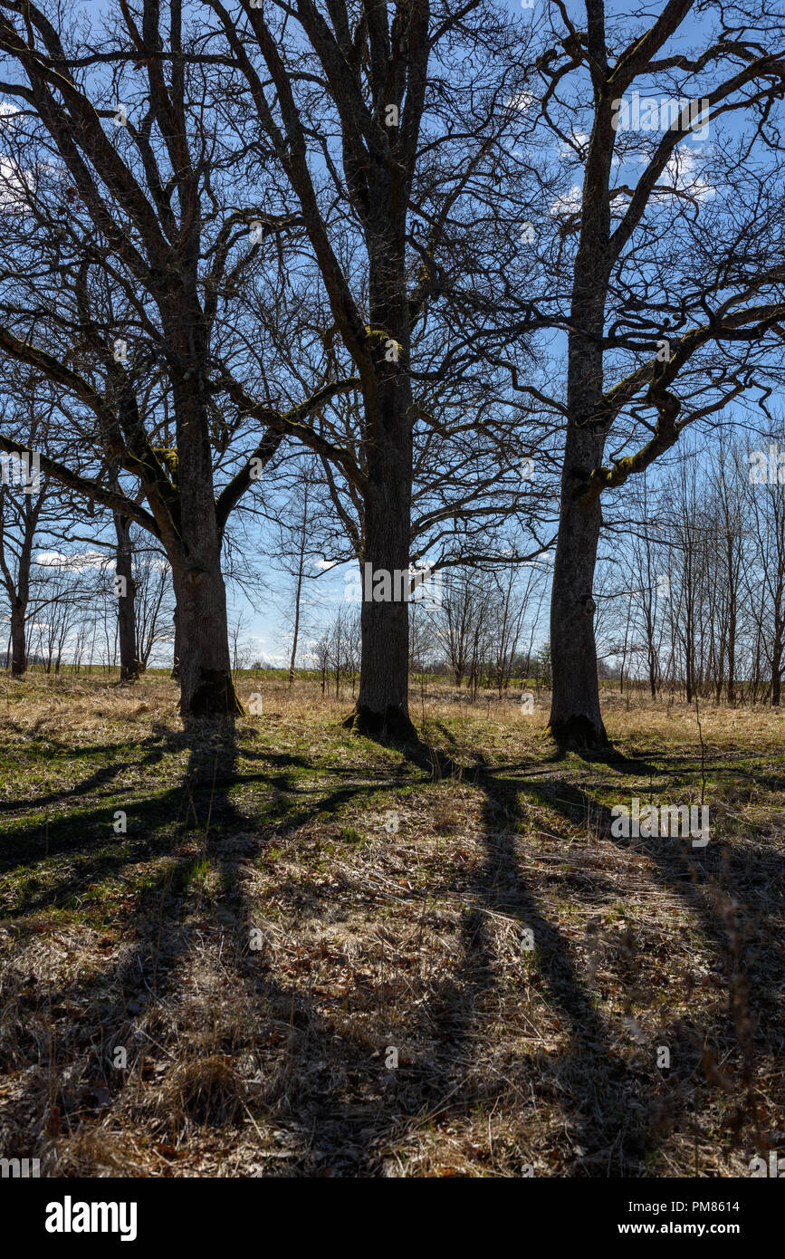 large oak tree in early spring with blue sky and sun behind the trunk ...