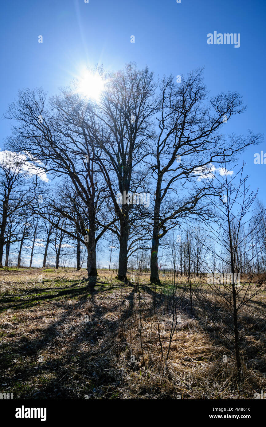 large oak tree in early spring with blue sky and sun behind the trunk ...