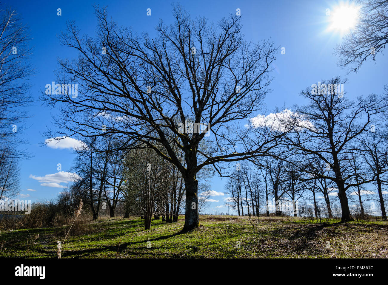 large oak tree in early spring with blue sky and sun behind the trunk ...