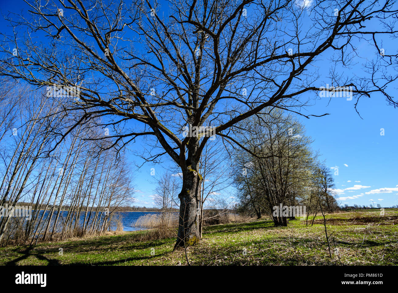 large oak tree in early spring with blue sky and sun behind the trunk ...