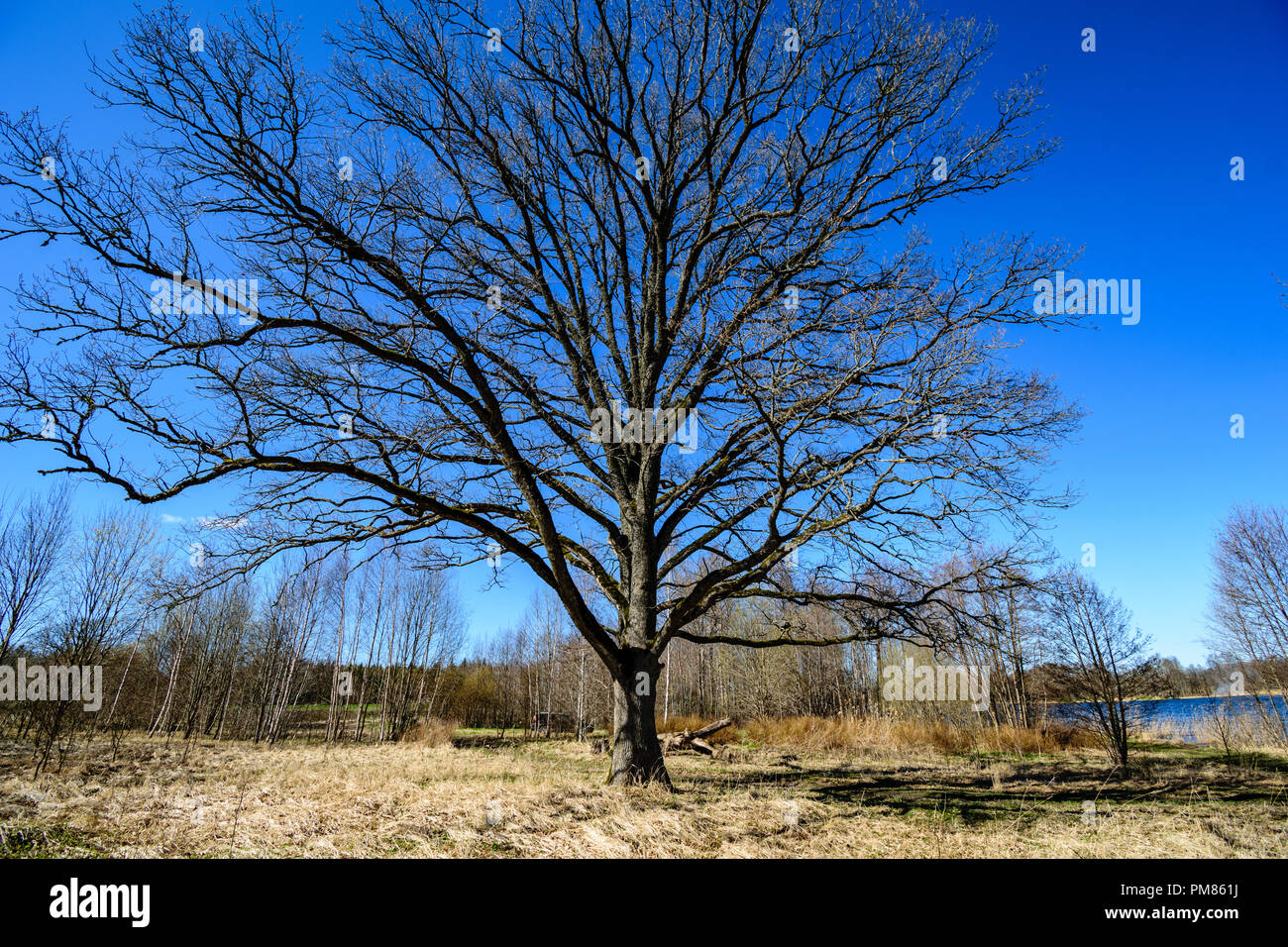 large oak tree in early spring with blue sky and sun behind the trunk ...