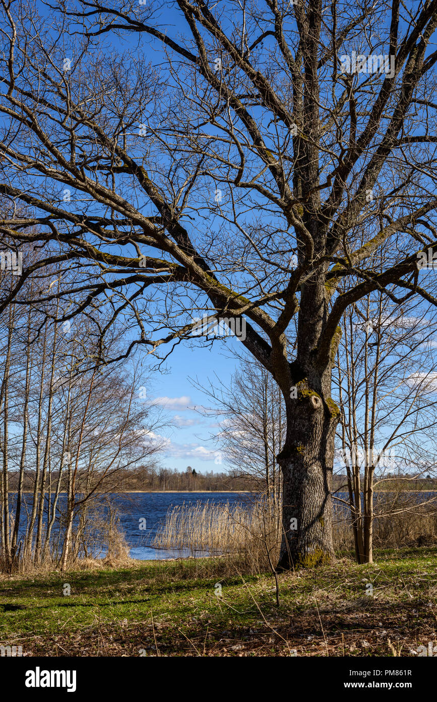 large oak tree in early spring with blue sky and sun behind the trunk ...