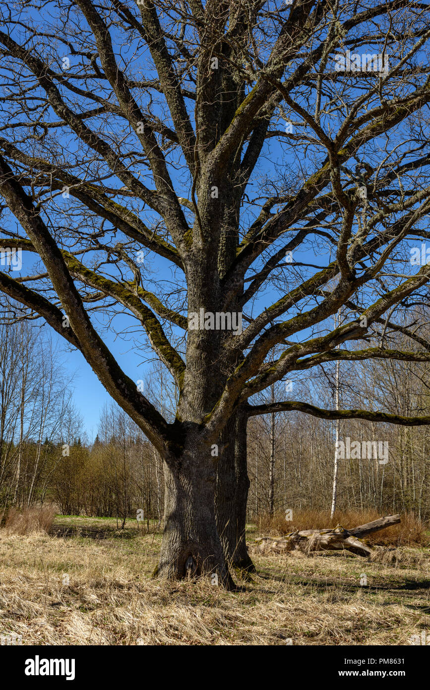 large oak tree in early spring with blue sky and sun behind the trunk ...