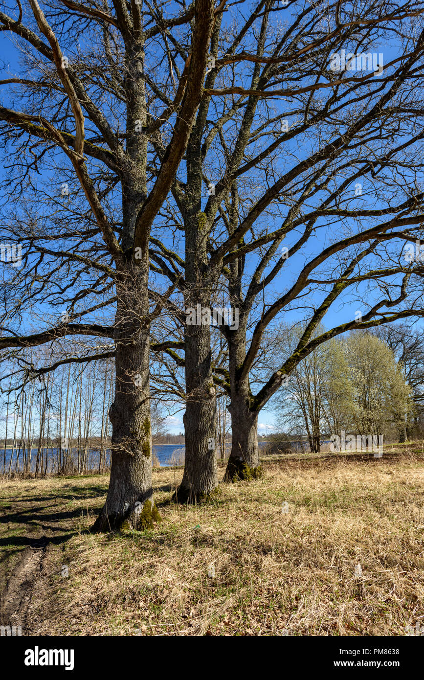 large oak tree in early spring with blue sky and sun behind the trunk ...