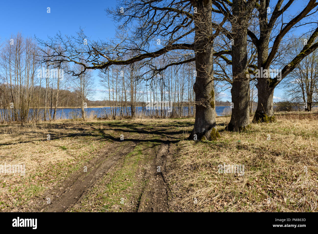large oak tree in early spring with blue sky and sun behind the trunk ...