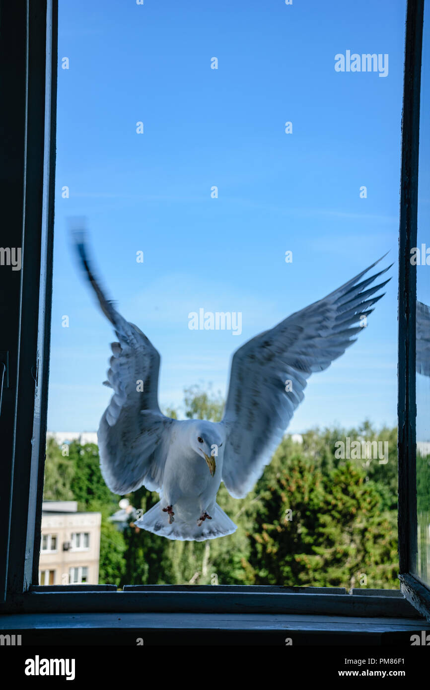 Window bird freedom lake nature hi-res stock photography and images - Alamy