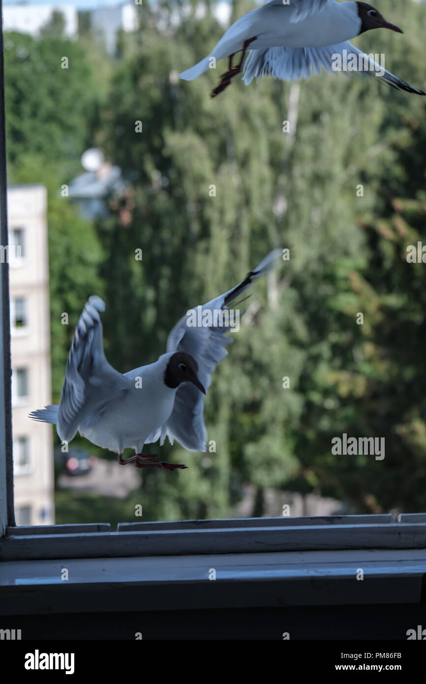 Window bird freedom lake nature hi-res stock photography and images - Alamy