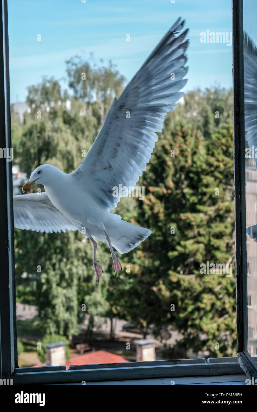 Window bird freedom lake nature hi-res stock photography and images - Alamy