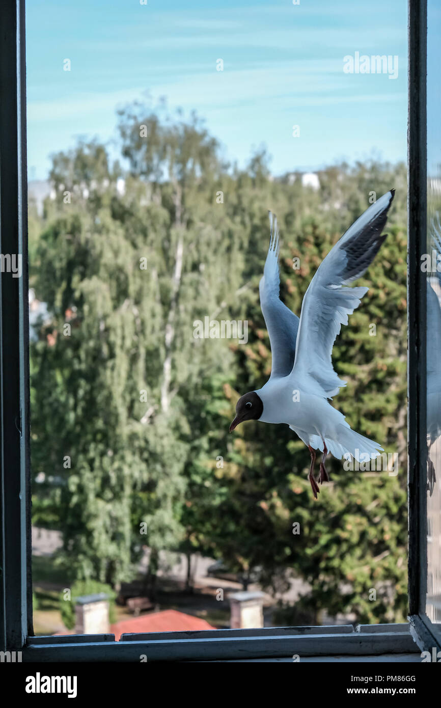 Window bird freedom lake nature hi-res stock photography and images - Alamy