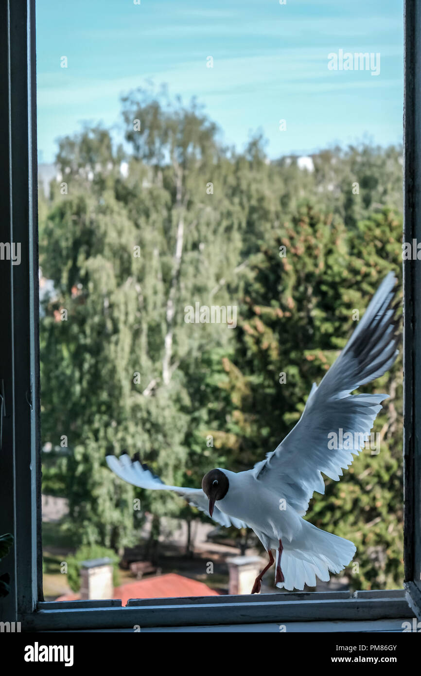 Window bird freedom lake nature hi-res stock photography and images - Alamy
