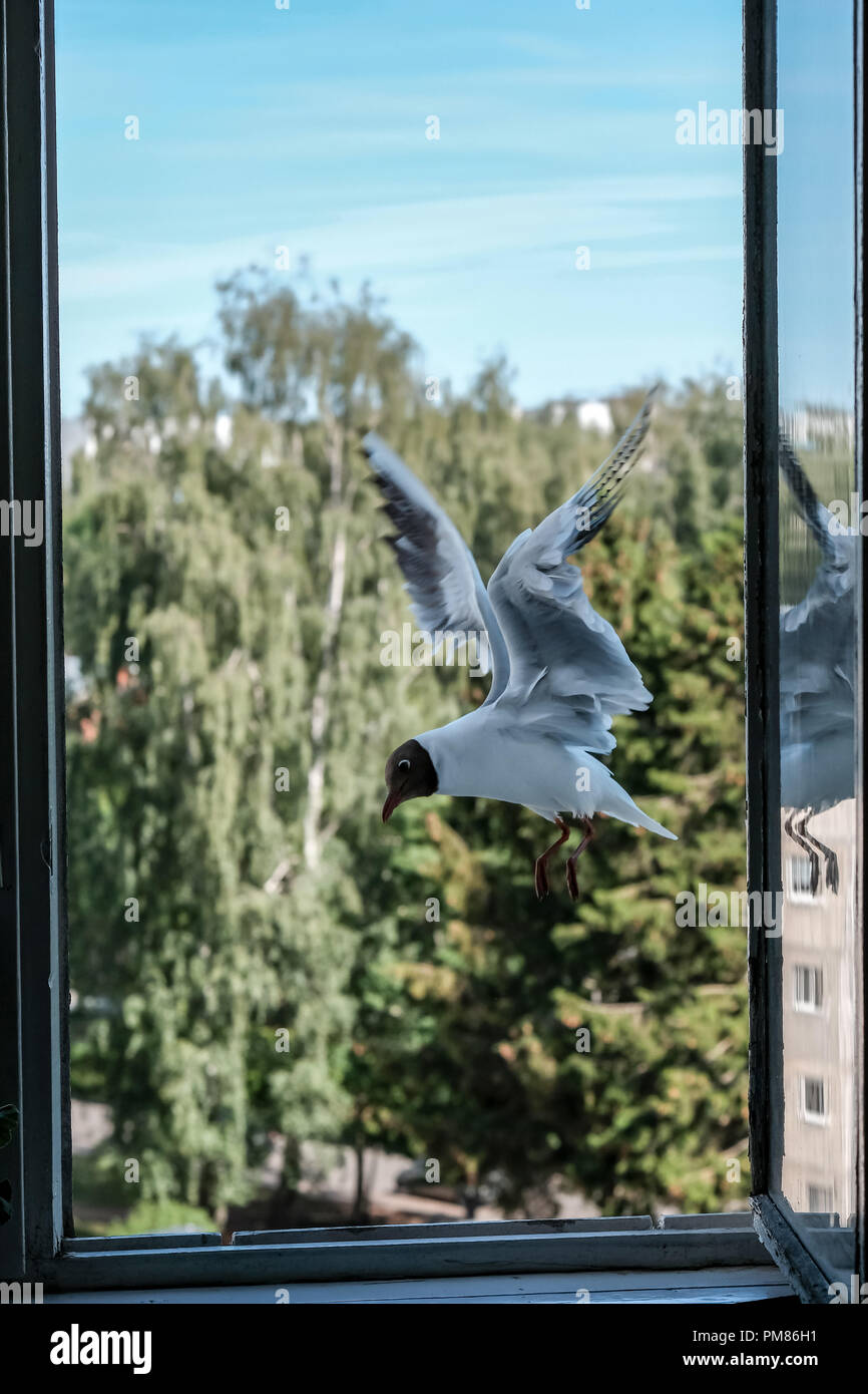 Window bird freedom lake nature hi-res stock photography and images - Alamy