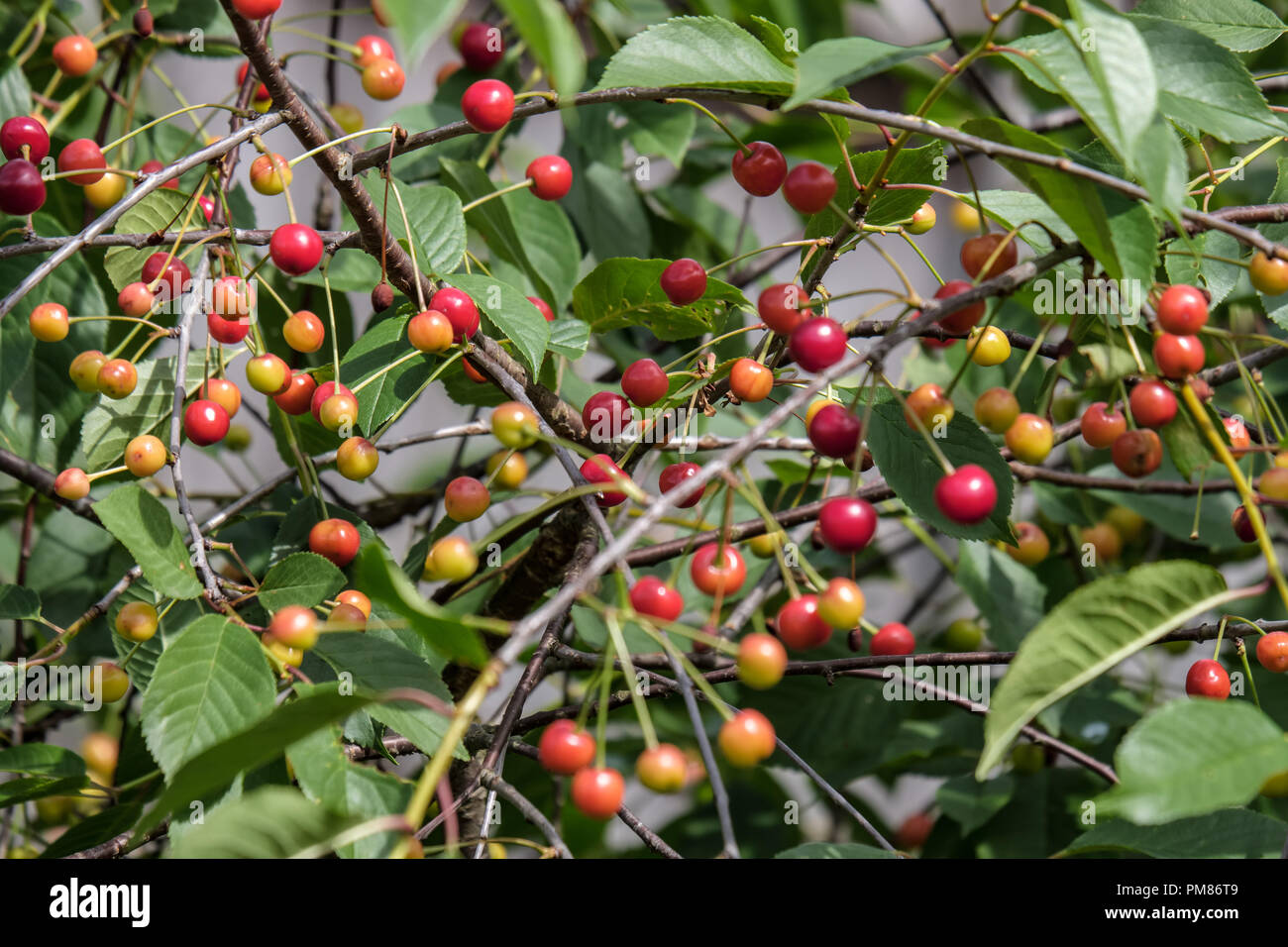 cherry tree close up with almost red cherries ready for harvest Stock ...