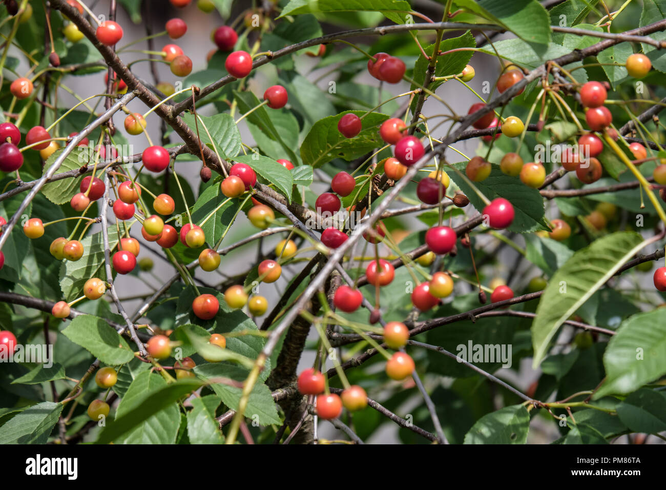 cherry tree close up with almost red cherries ready for harvest Stock ...