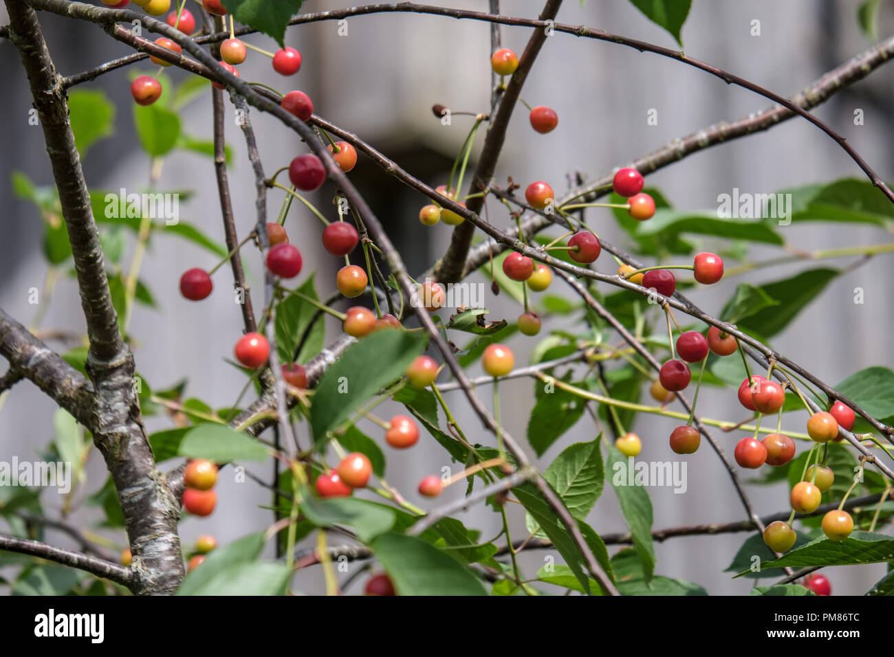 cherry tree close up with almost red cherries ready for harvest Stock ...
