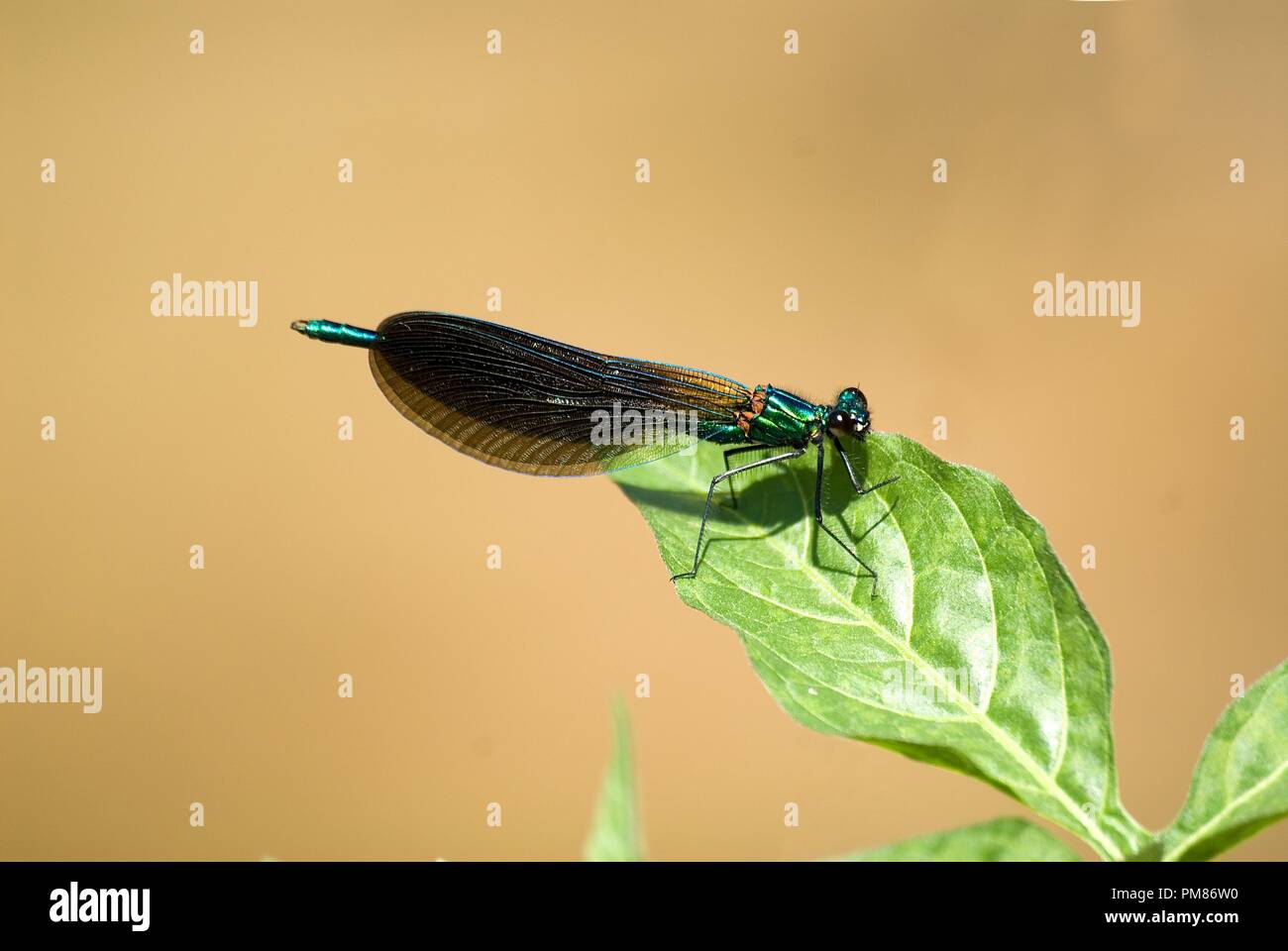 Damsel dragonfly hi-res stock photography and images - Alamy