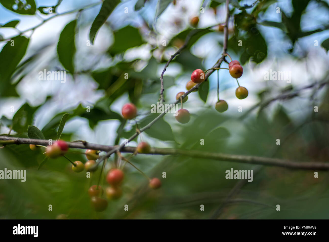 cherry tree close up with almost red cherries ready for harvest Stock ...
