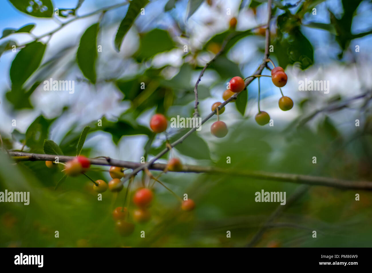cherry tree close up with almost red cherries ready for harvest Stock ...