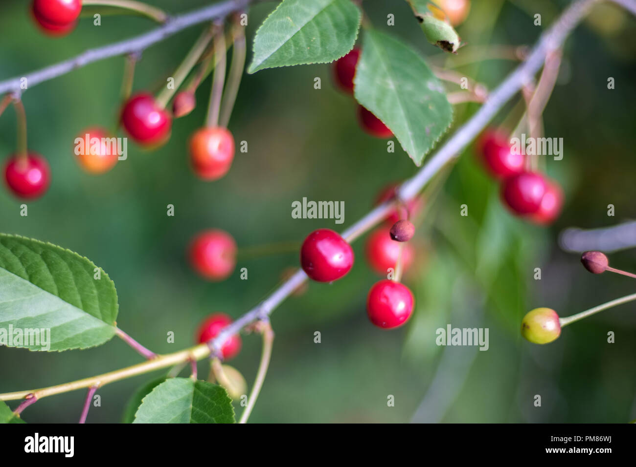cherry tree close up with almost red cherries ready for harvest Stock ...