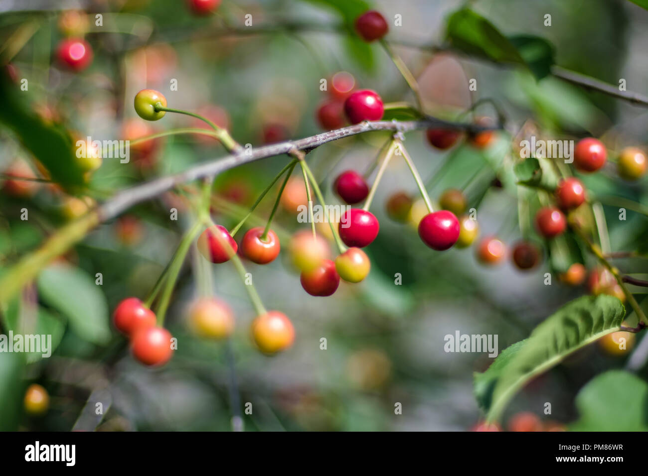 cherry tree close up with almost red cherries ready for harvest Stock ...