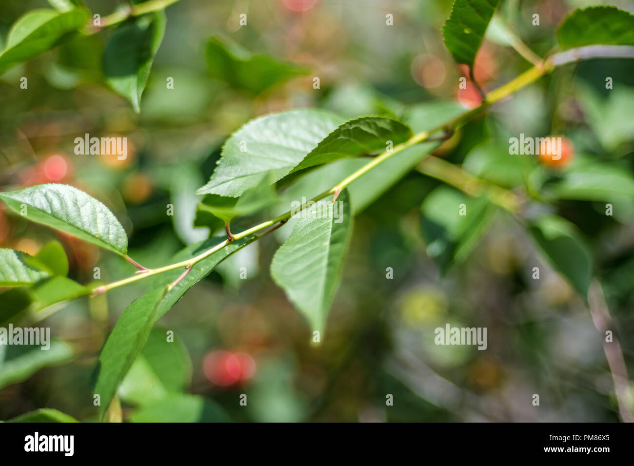cherry tree close up with almost red cherries ready for harvest Stock ...