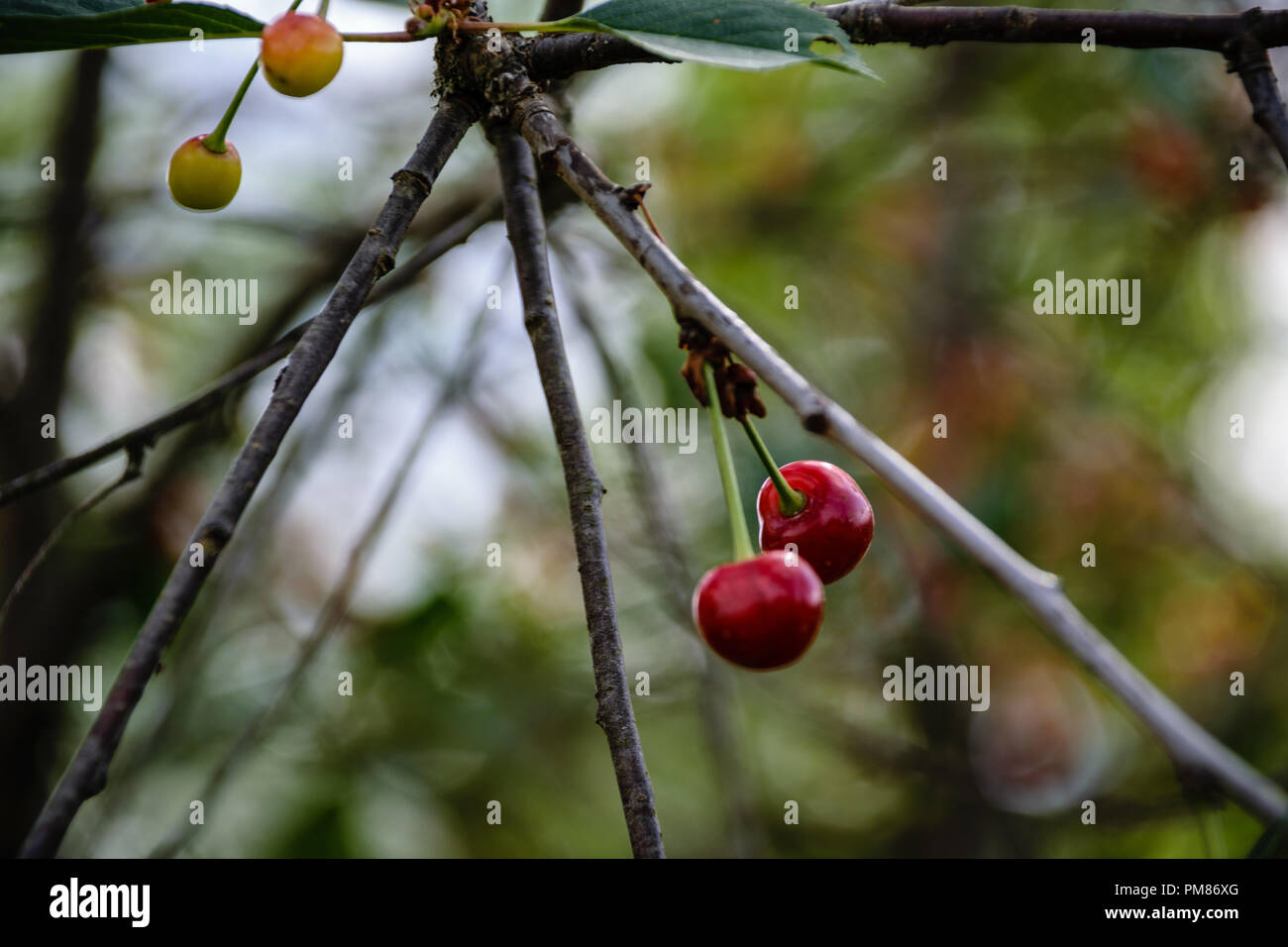 cherry tree close up with almost red cherries ready for harvest Stock ...