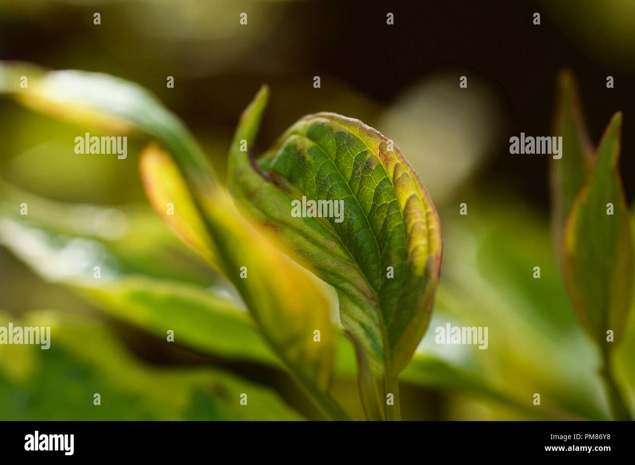 Two tone leaves hi-res stock photography and images - Alamy