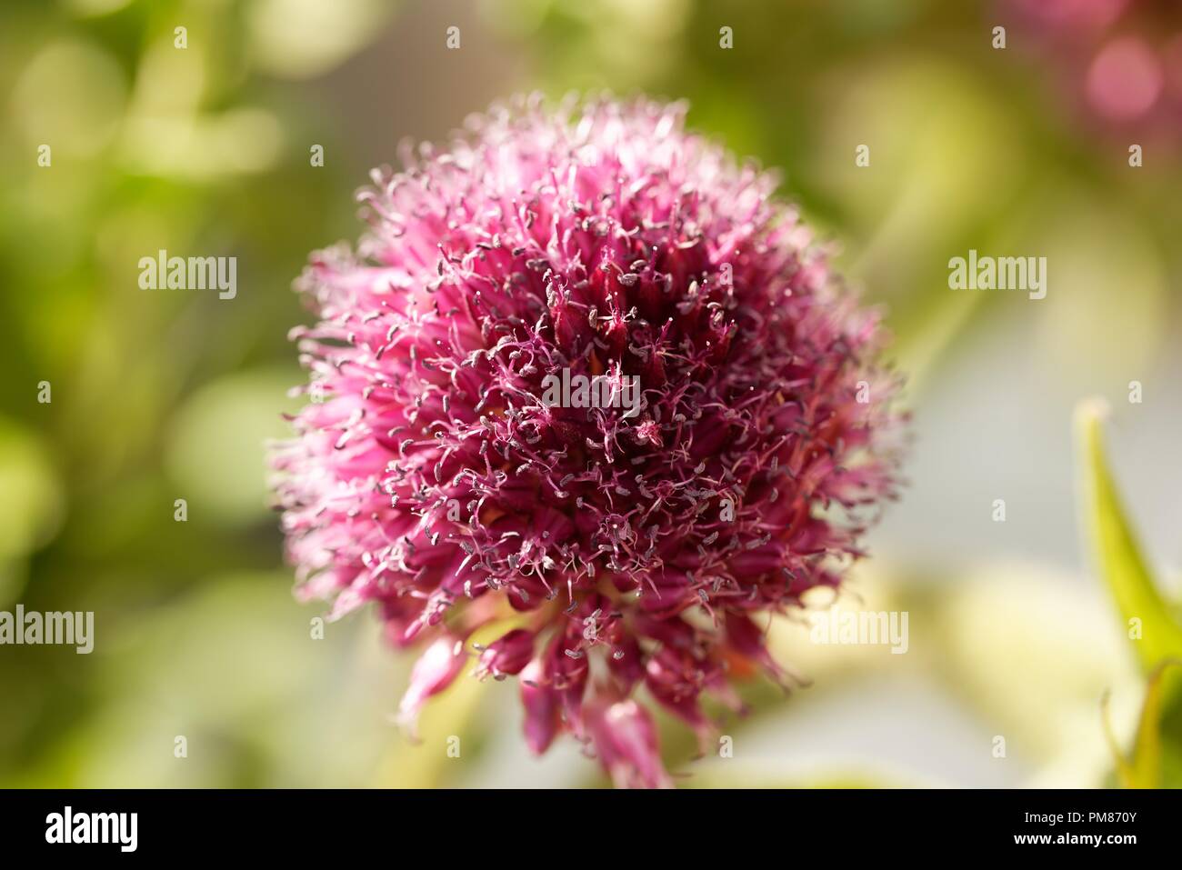 Round flower hi-res stock photography and images - Alamy
