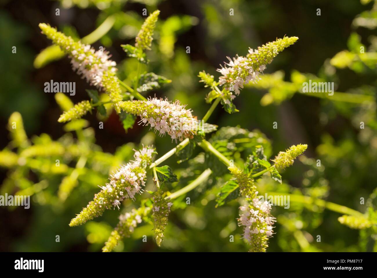 Mint flowering hi-res stock photography and images - Alamy