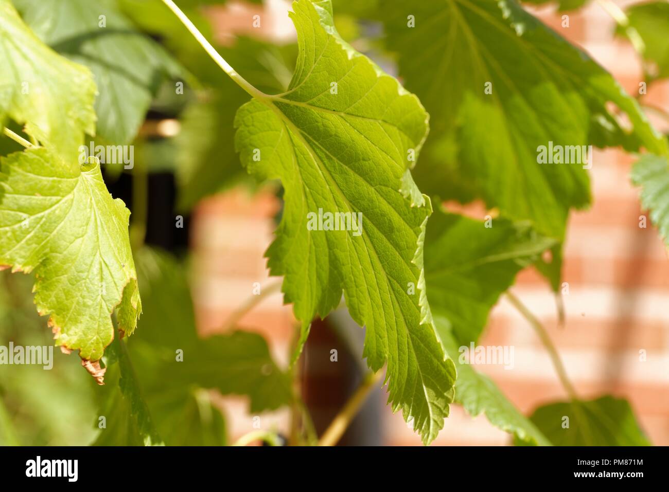 Blackcurrant plant leaves hi-res stock photography and images - Alamy