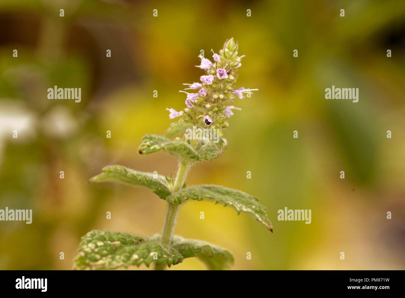 Kitchen garden plant hi-res stock photography and images - Alamy