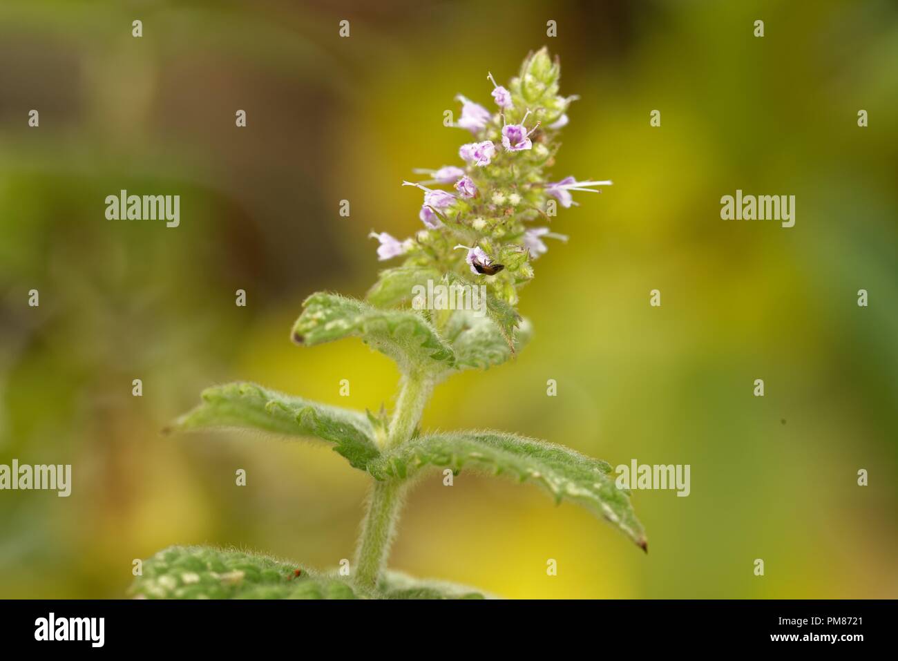 Kitchen garden plant hi-res stock photography and images - Alamy