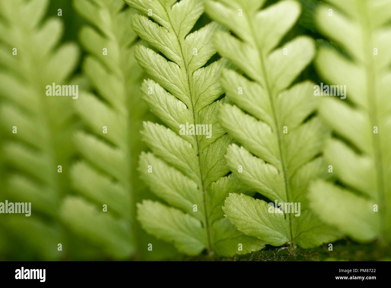 Tracheophytes fern hi-res stock photography and images - Alamy