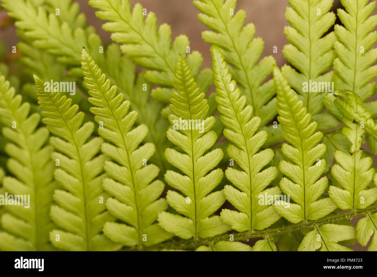 Tracheophytes fern hi-res stock photography and images - Alamy