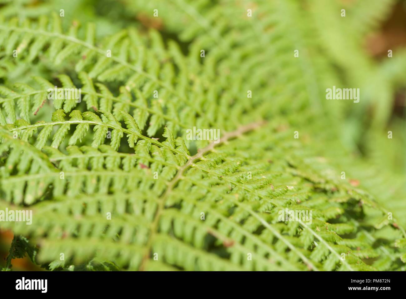 Fern symmetry hi-res stock photography and images - Alamy