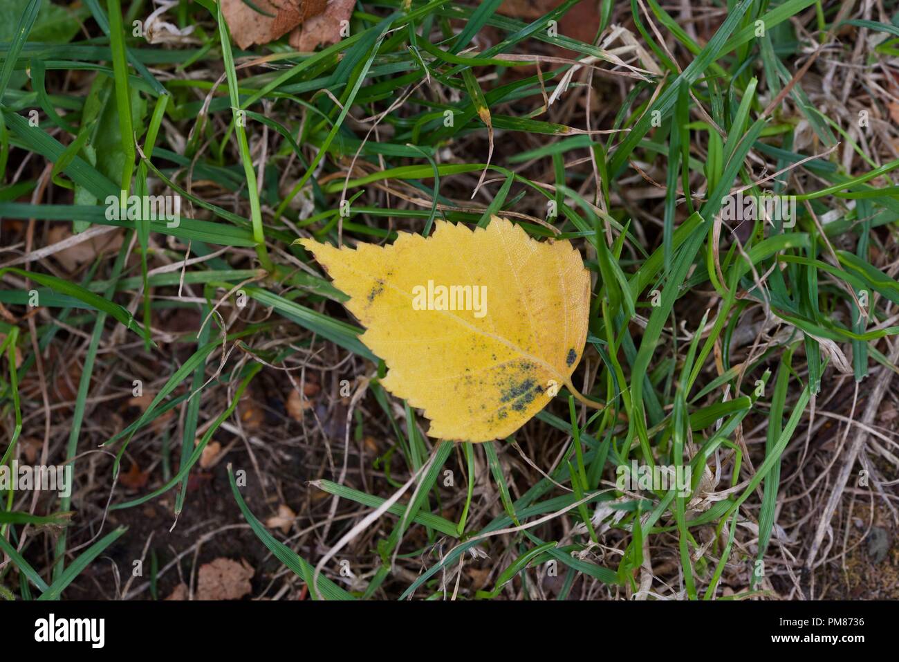 Growing leaf hi-res stock photography and images - Alamy