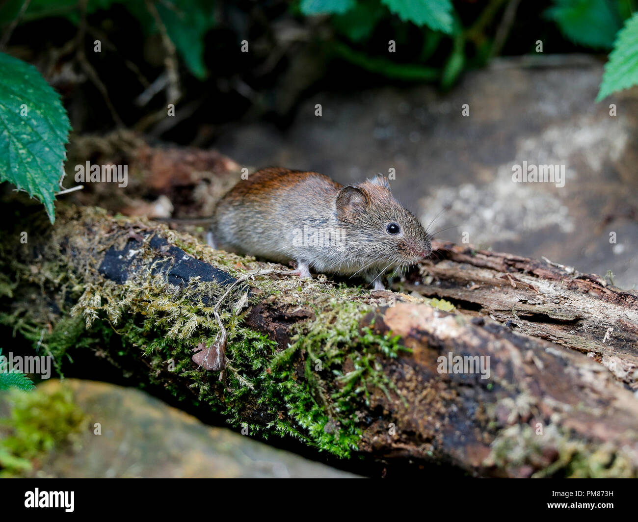 Bank Vole (Myodes glareolus Stock Photo - Alamy