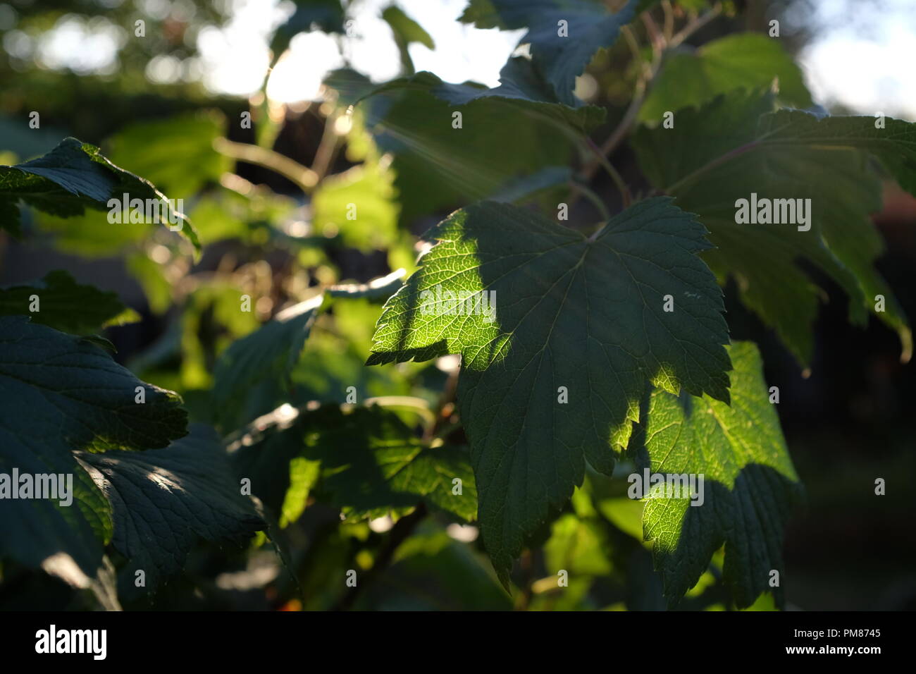 Blackcurrant with leaves hi-res stock photography and images - Alamy